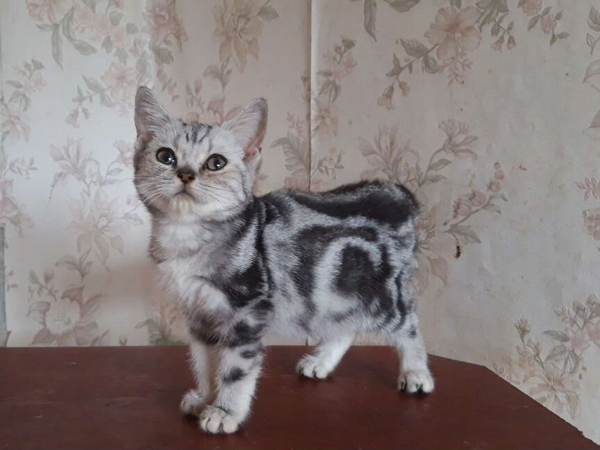 Мраморный котик европейских линий