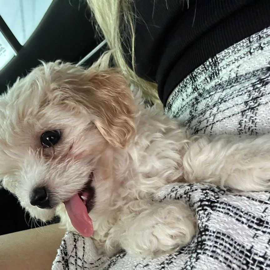 Щенки мальтипу f1 мини