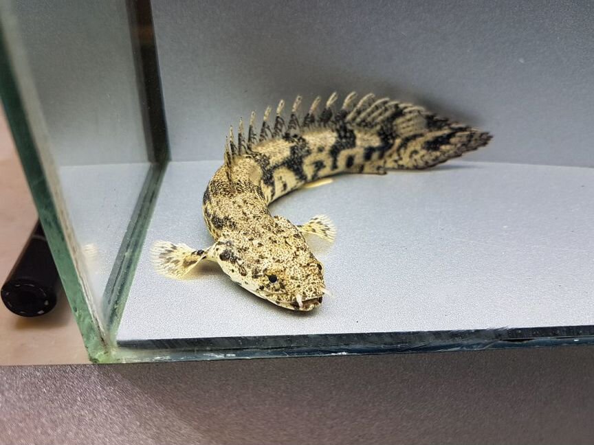 Полиптерус эндлихера