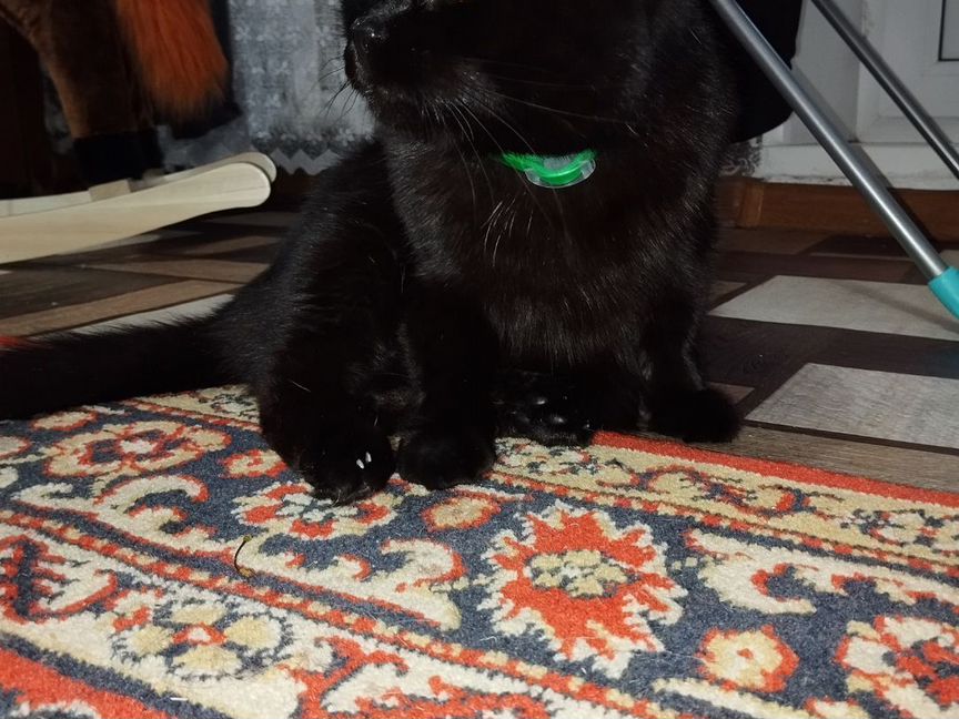 Кот бесплатно