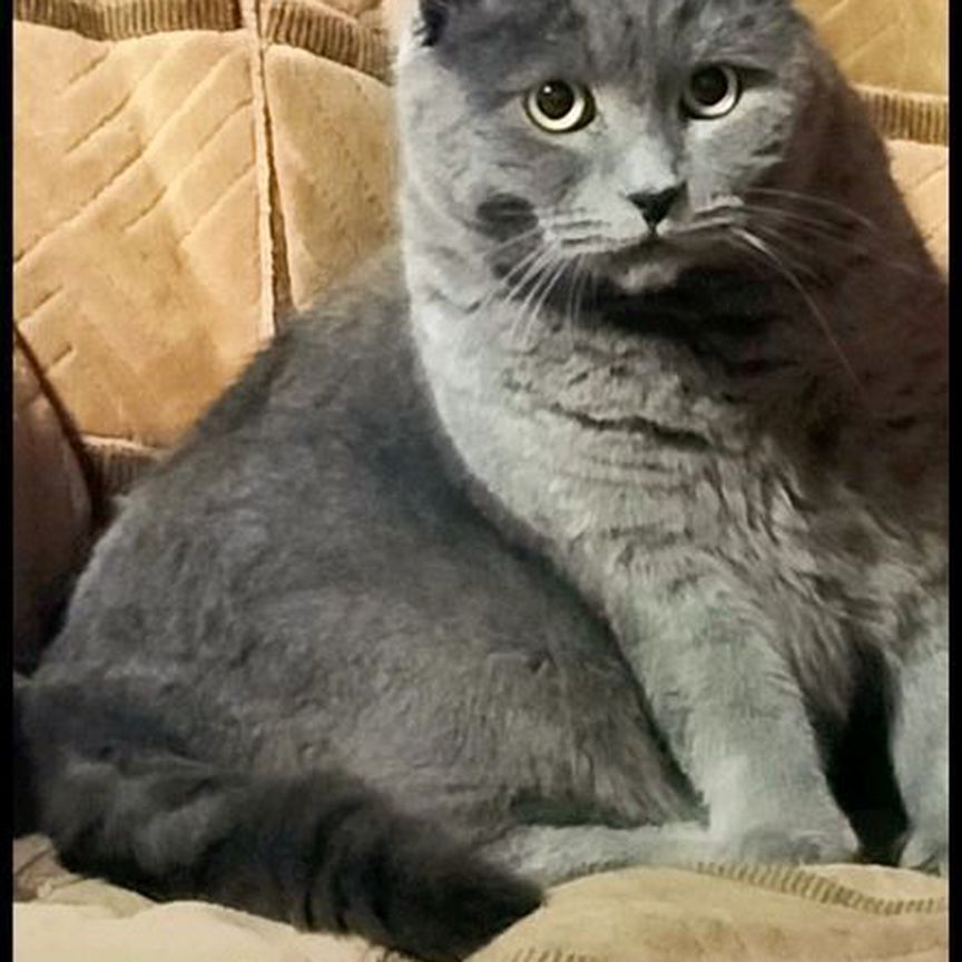 Отдам аккуратного стерелизованного британца