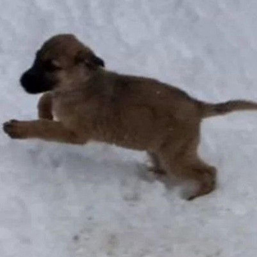 Бельгийская овчарка, щенок