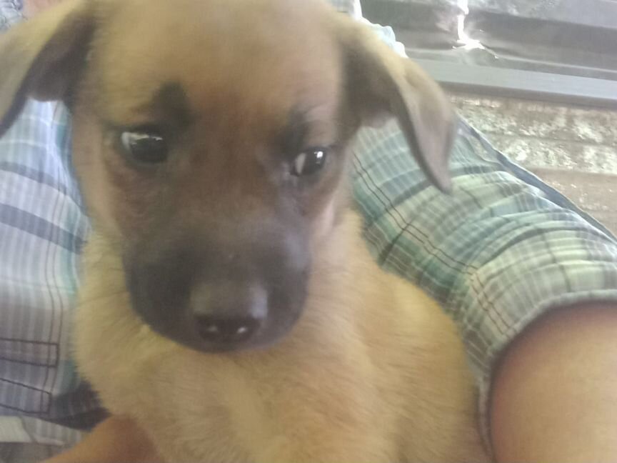 Мальчик рыжего окраса 2 месяца