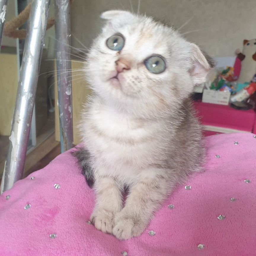 Продаю котят