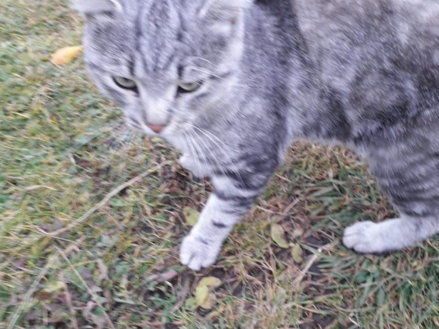 Котик бесплатно