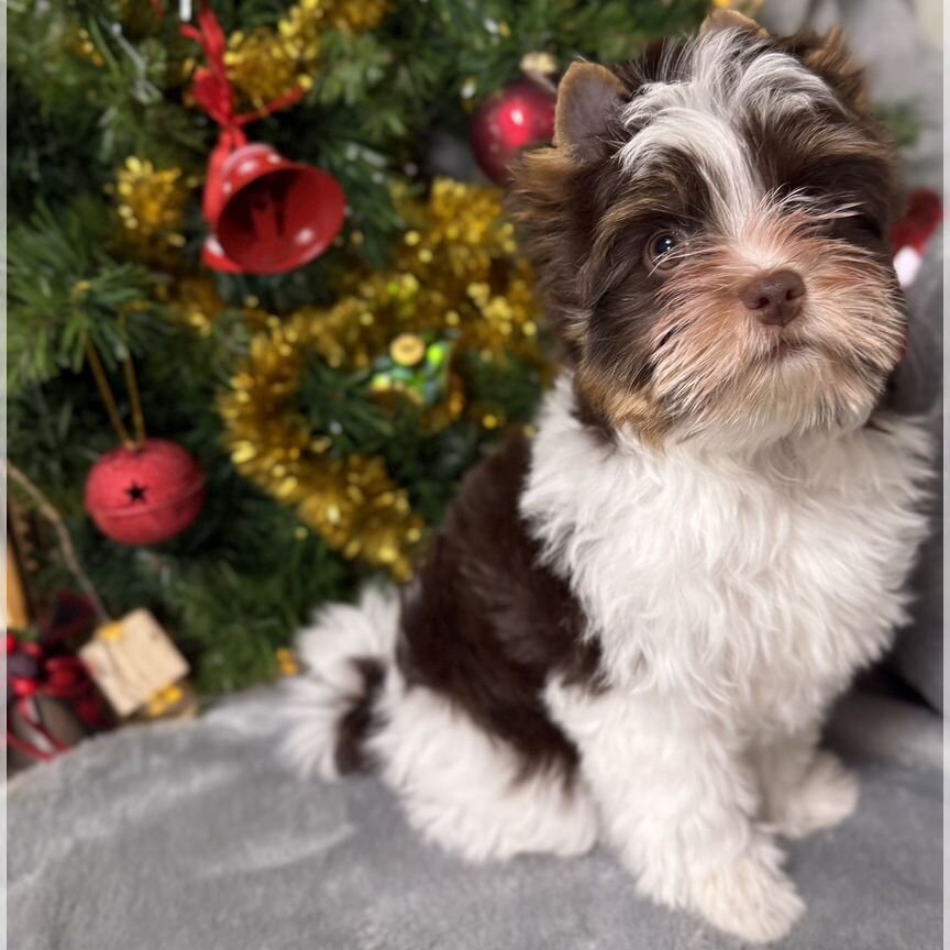 Биро-йоркширский терьер, щенок