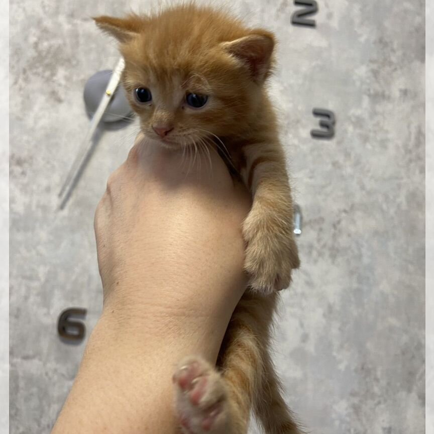 Котята в добрые руки бесплатно