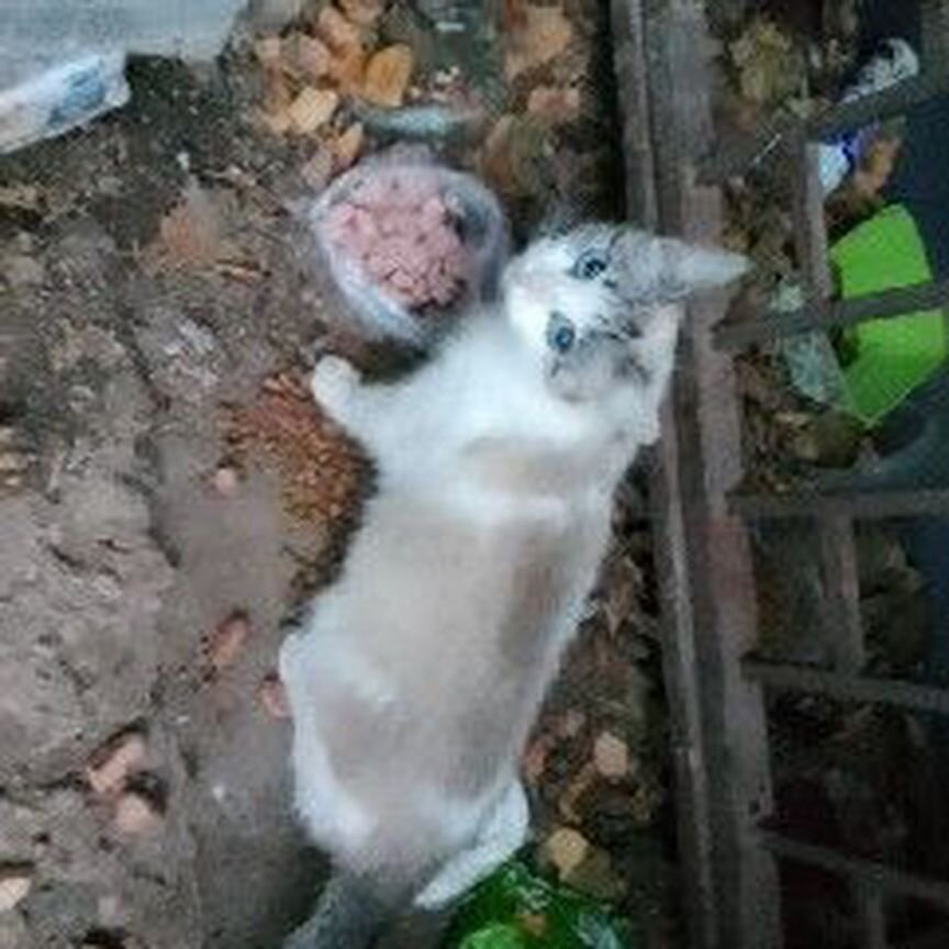 Кошка и кот ищут дом