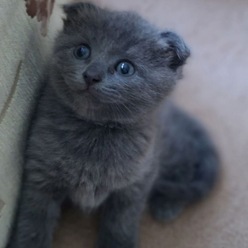Шотландский вислоухий короткошёрстный котёнок