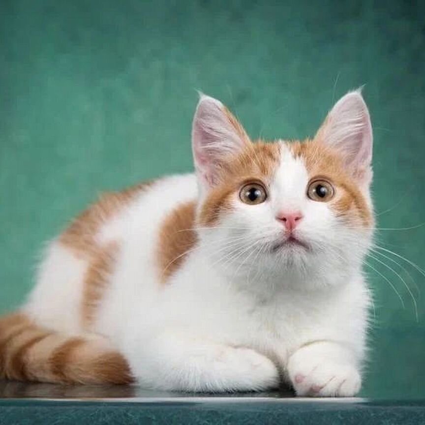 Малыш Фантик ищет дом