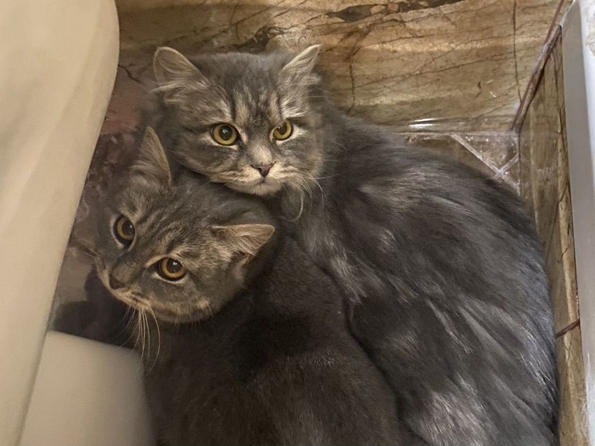 Отдам кошек в добрые руки