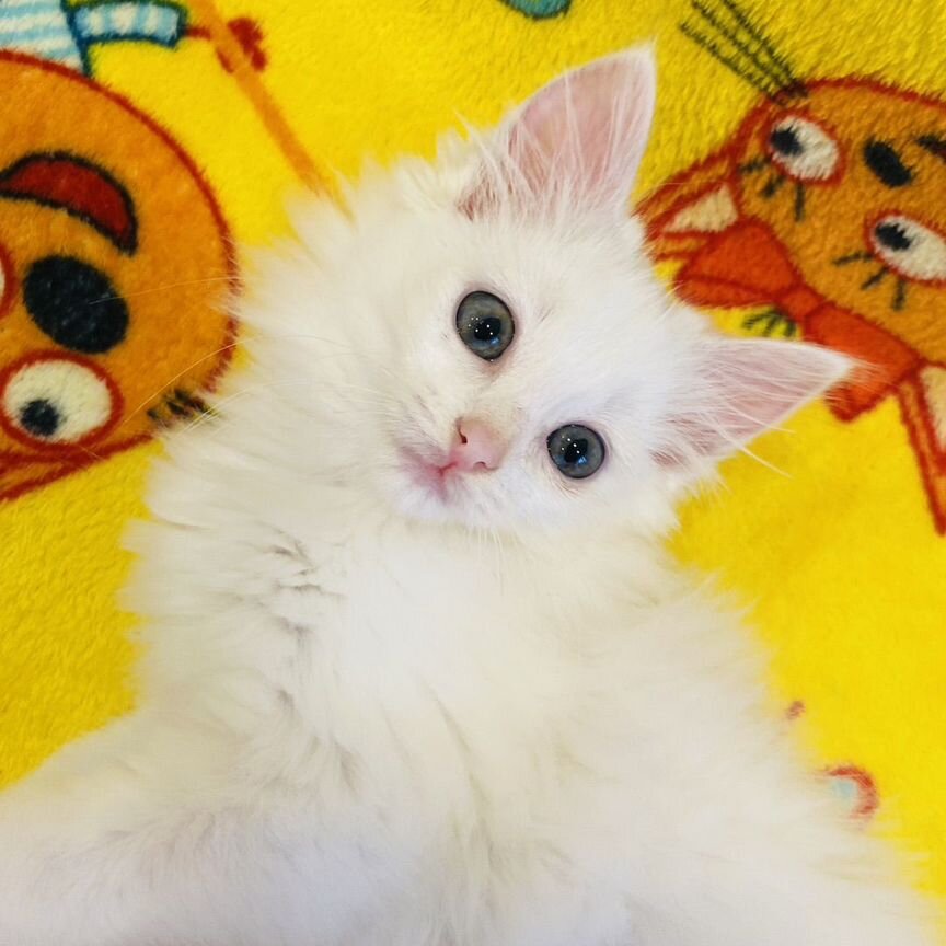 Шикарный котенок