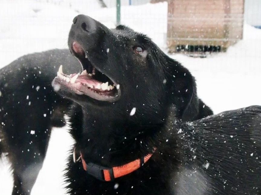 Почти лабрадоры Лёня и Лимон
