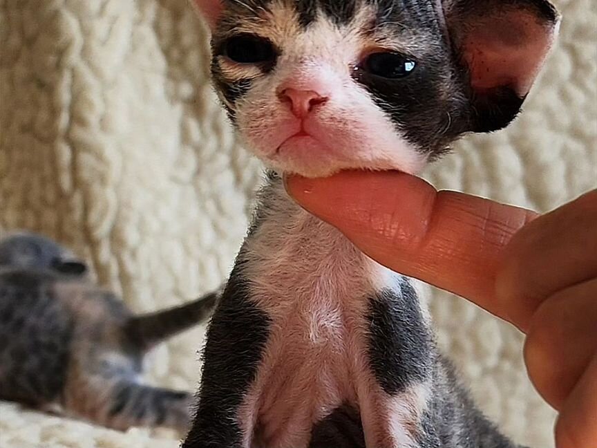 Котята девон-рекс