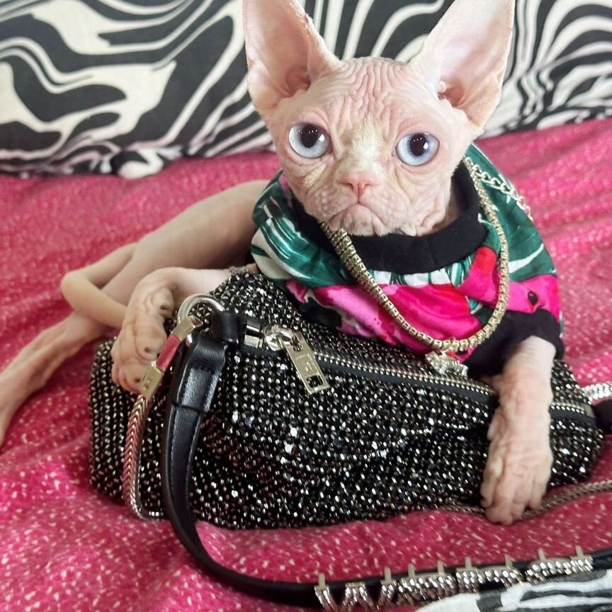 Monica glamour girl