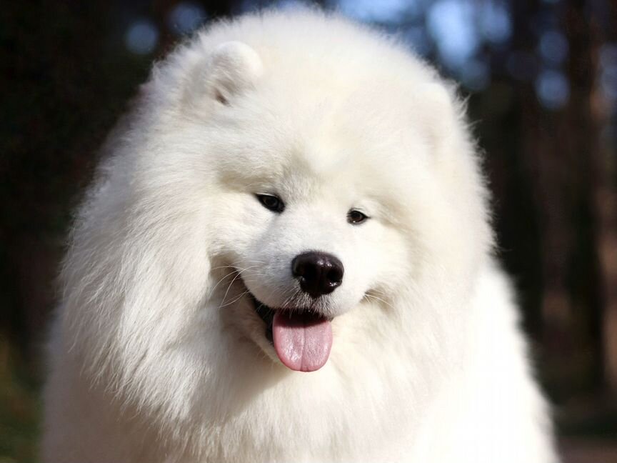 Самоед вязка