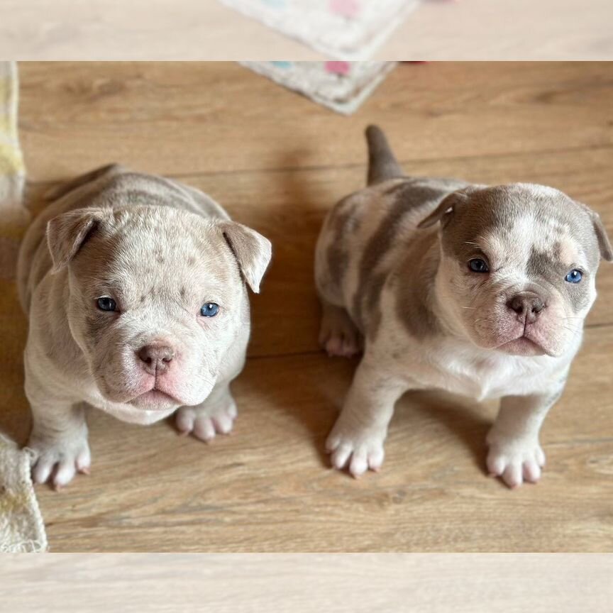 Американский булли, щенок