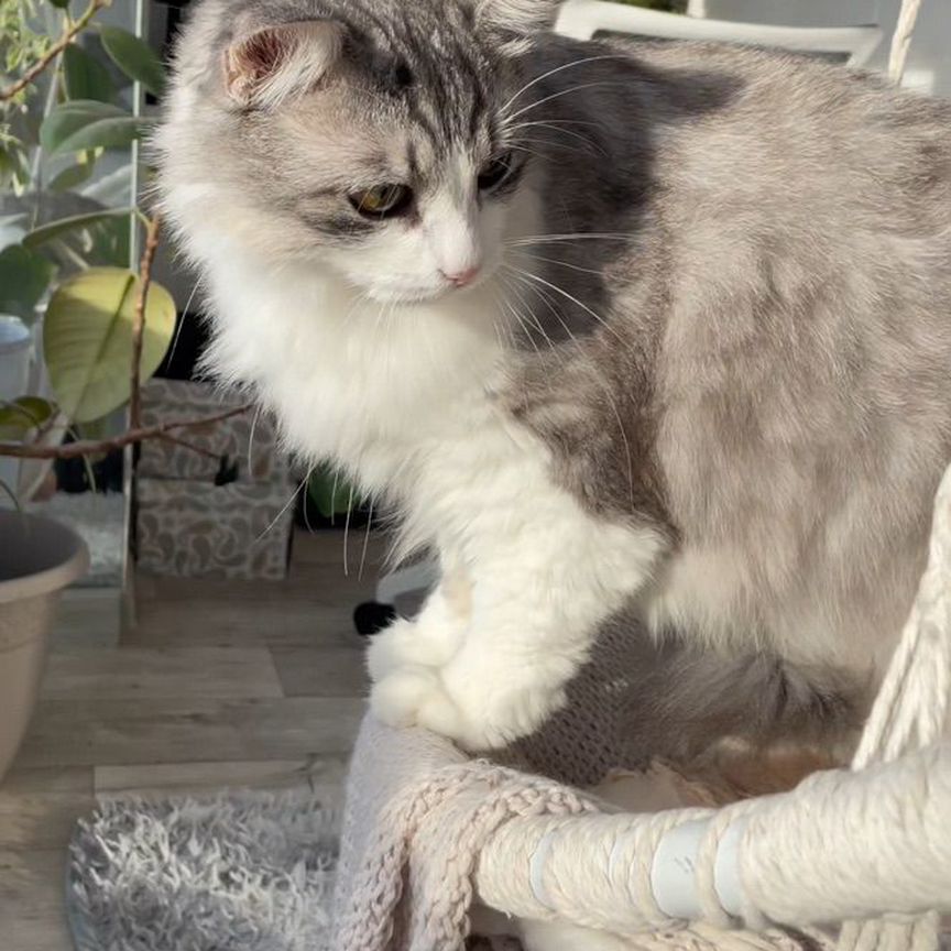 Отдам красивого кота в добрый руки
