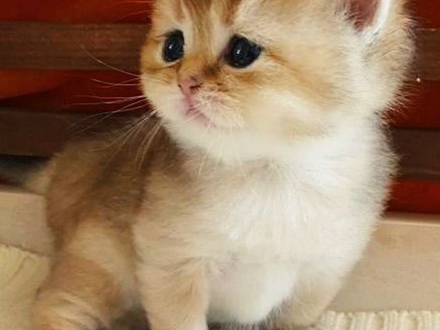 Британская золотая девочка