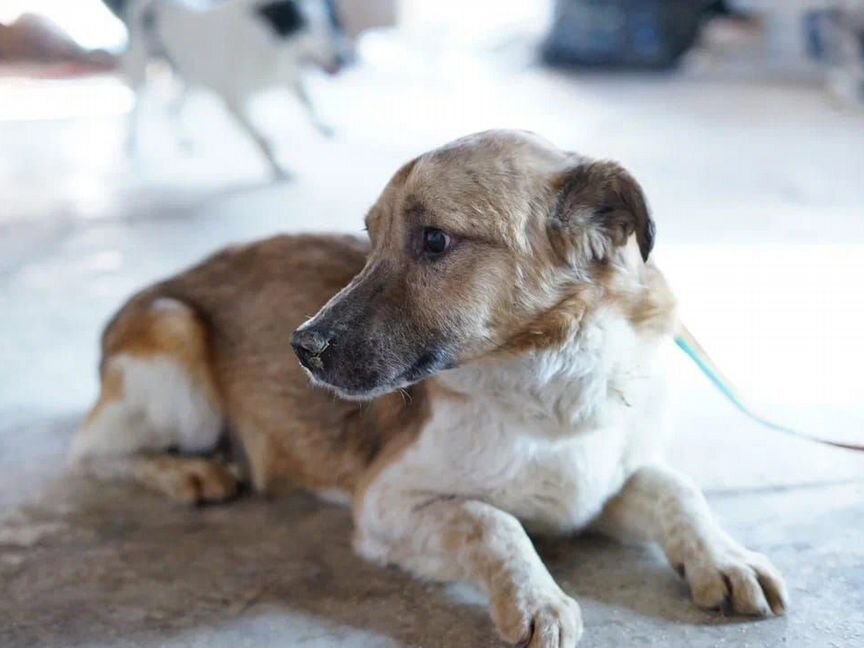 Небольшой кобелек Коржик в хорошую семью бесплатно