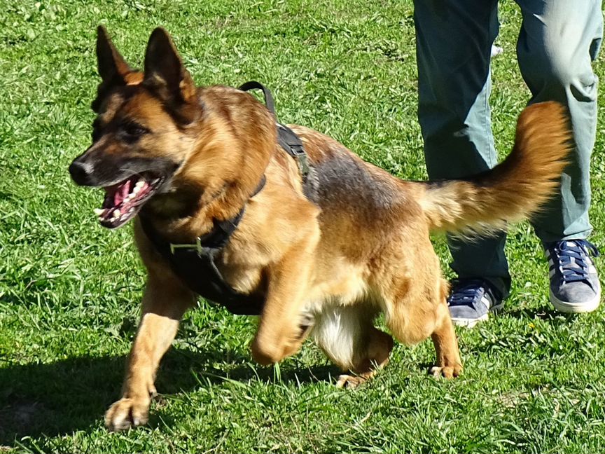 Щенки немецкой овчарки с документами