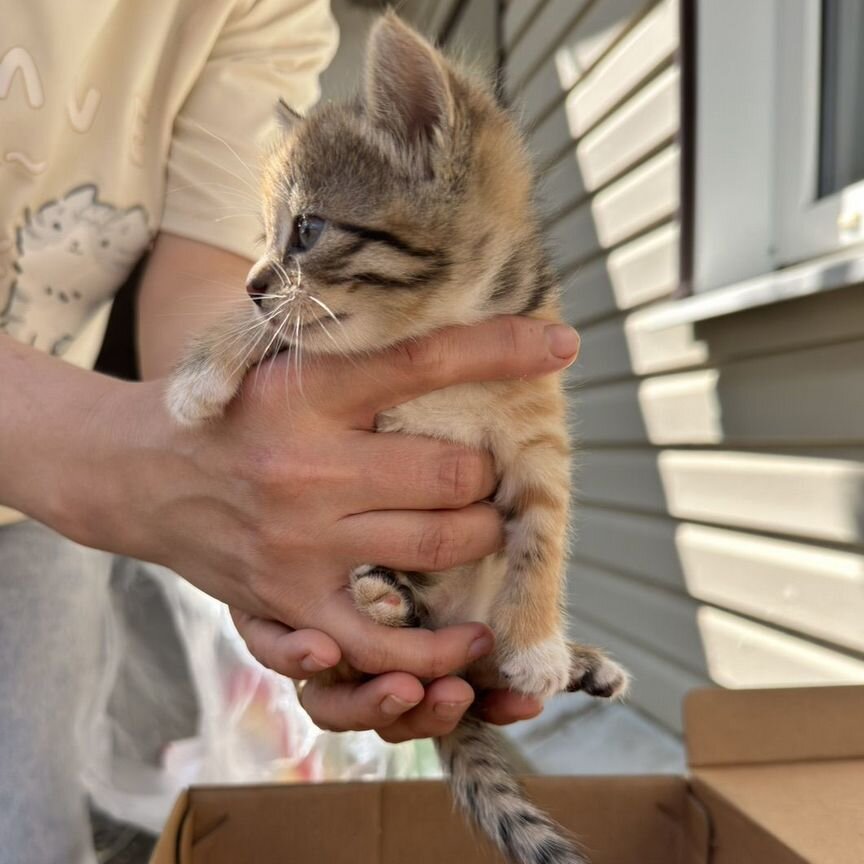 Котёнок в добрые руки