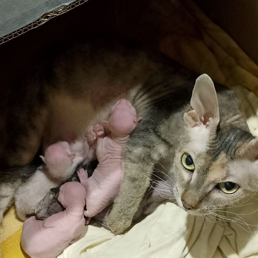 Котята сфинкс