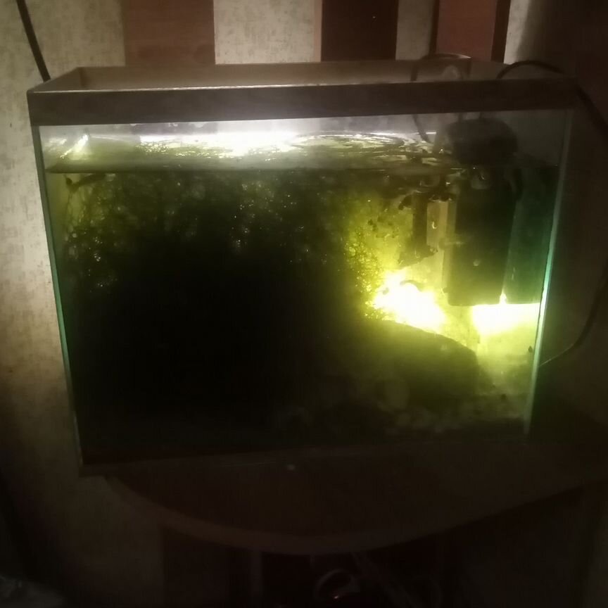 Аквариумные рыбки, аквариум