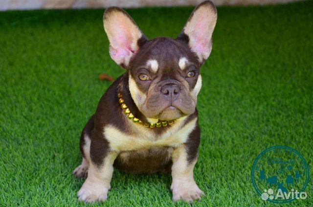 Французский бульдог шоко мальчик