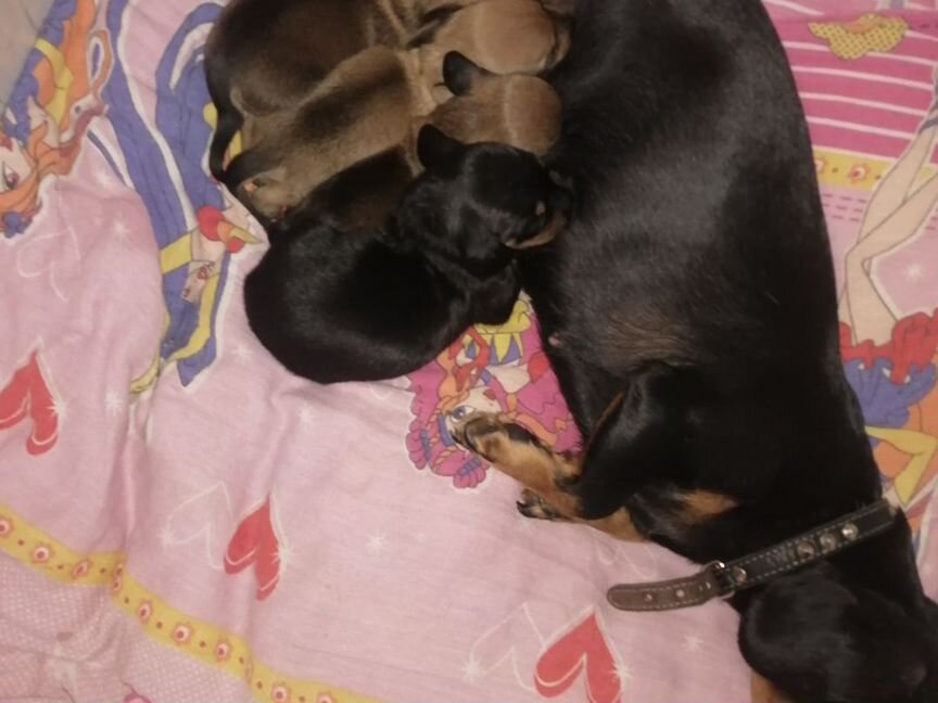 Кроличья такса