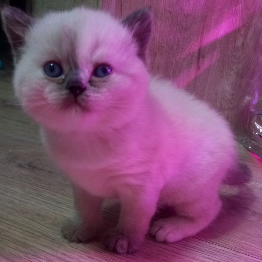 Шотландский вислоухий короткошёрстный котёнок