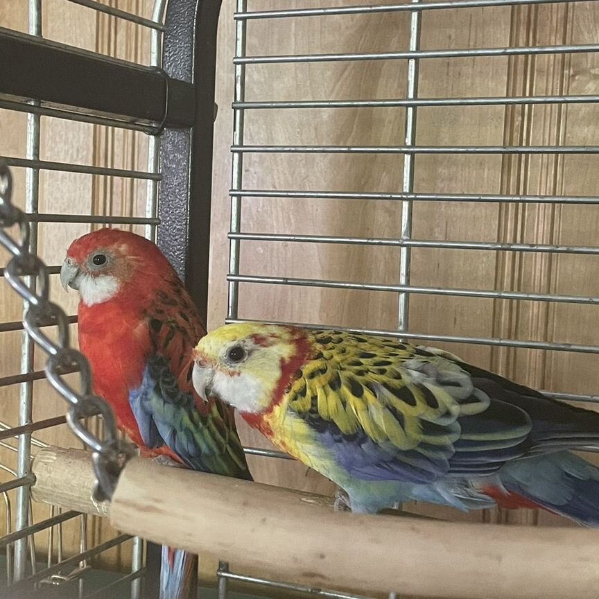 Попугаи розелла