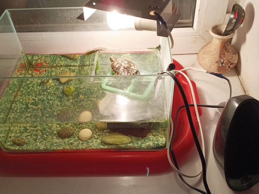 Красноухая черепаха бесплатно