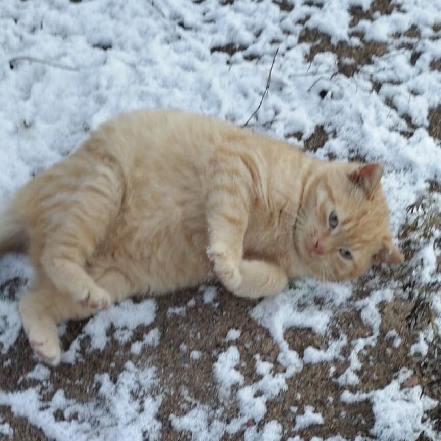 Котенок девочка в хорошие руки