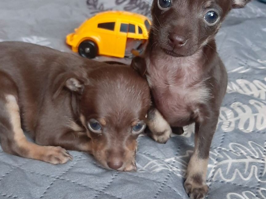 Русский той-терьер мини