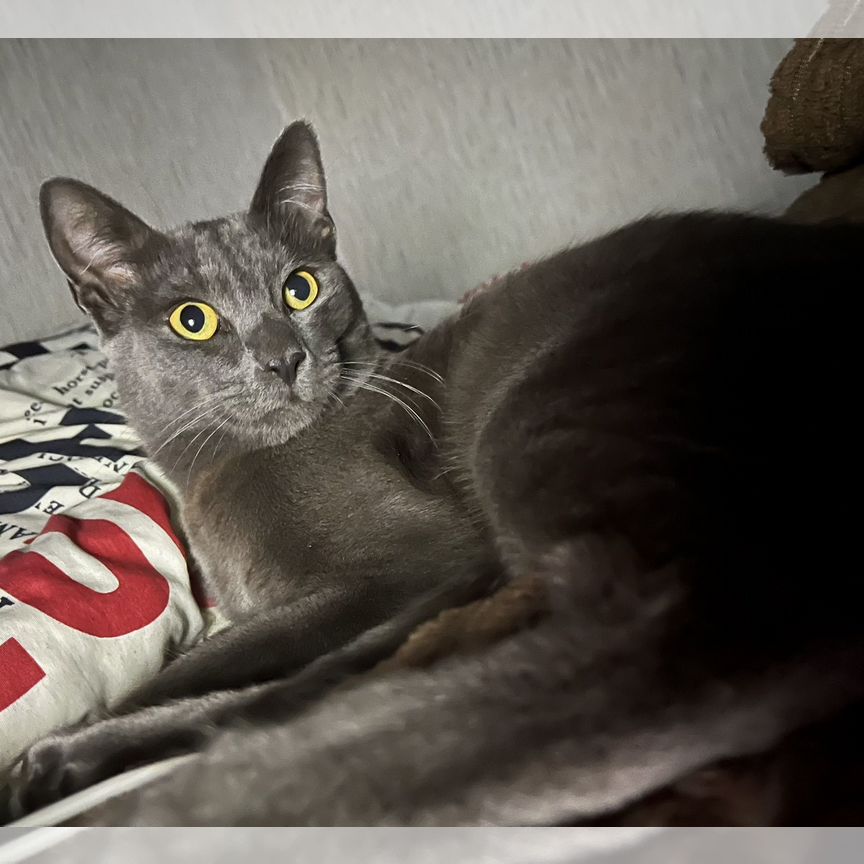 Кот