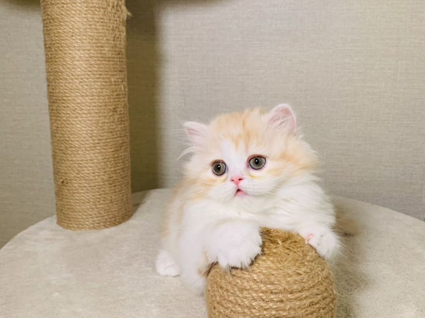 Хайленд страйт котенок
