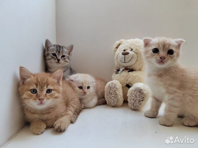 Продам котят шотландской вислоухой