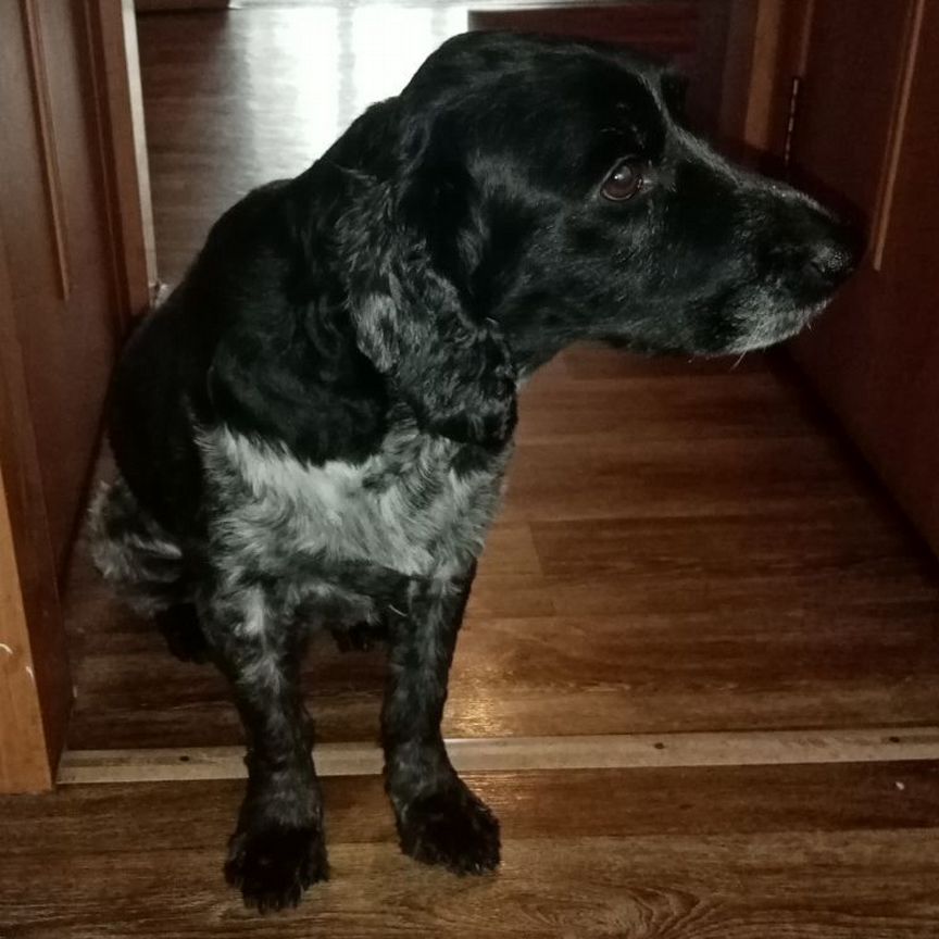 Русский охотничий спаниель, взрослый пёс