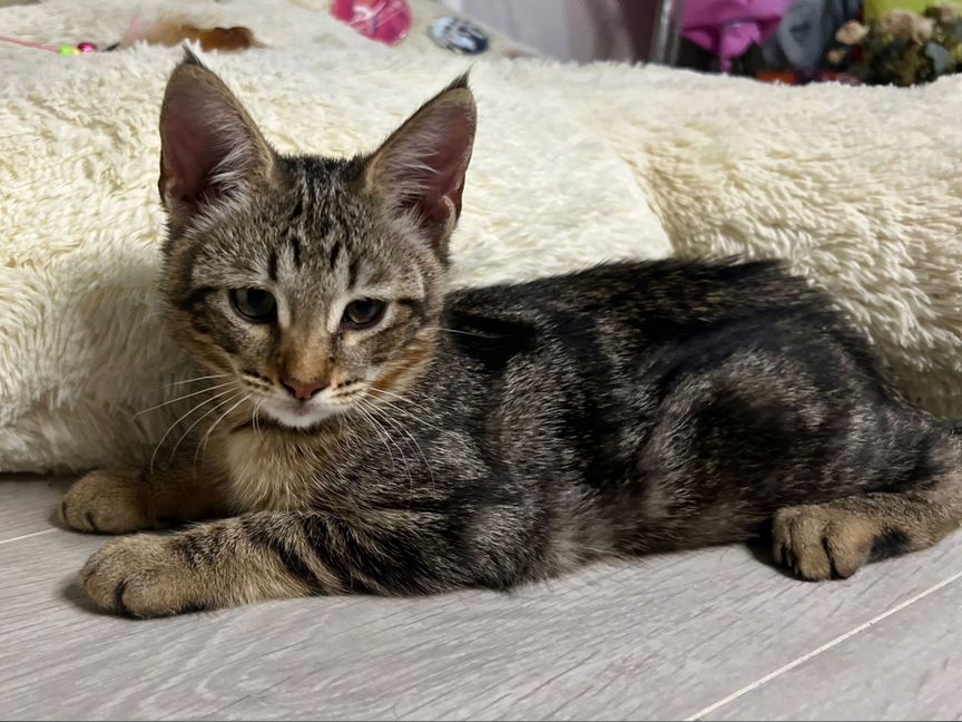 Котенок Чаузи Ф3