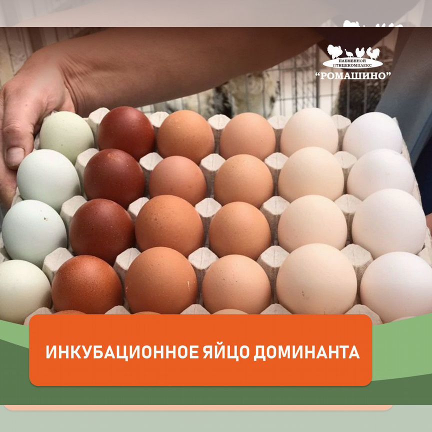 Инкубационное яйцо кур Доминант