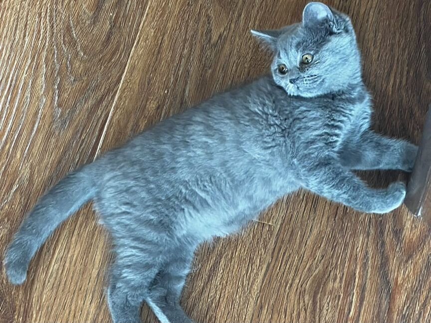 Британский котенок