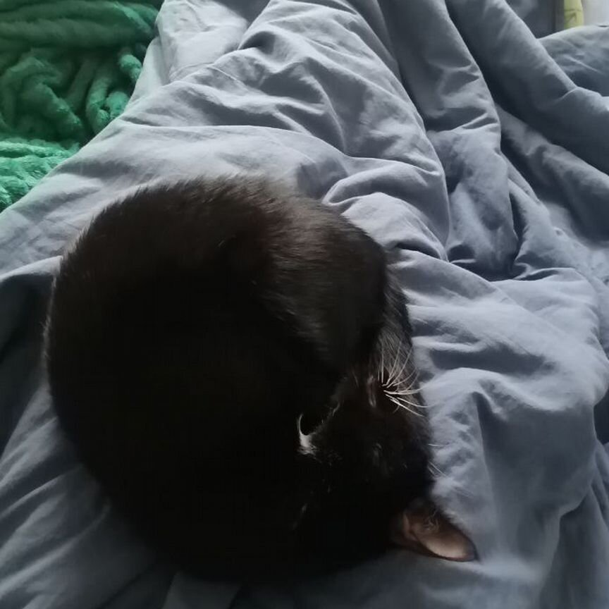 Кошка
