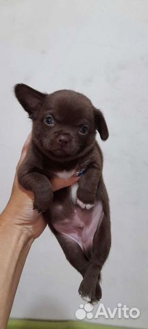 Мальчишка чих