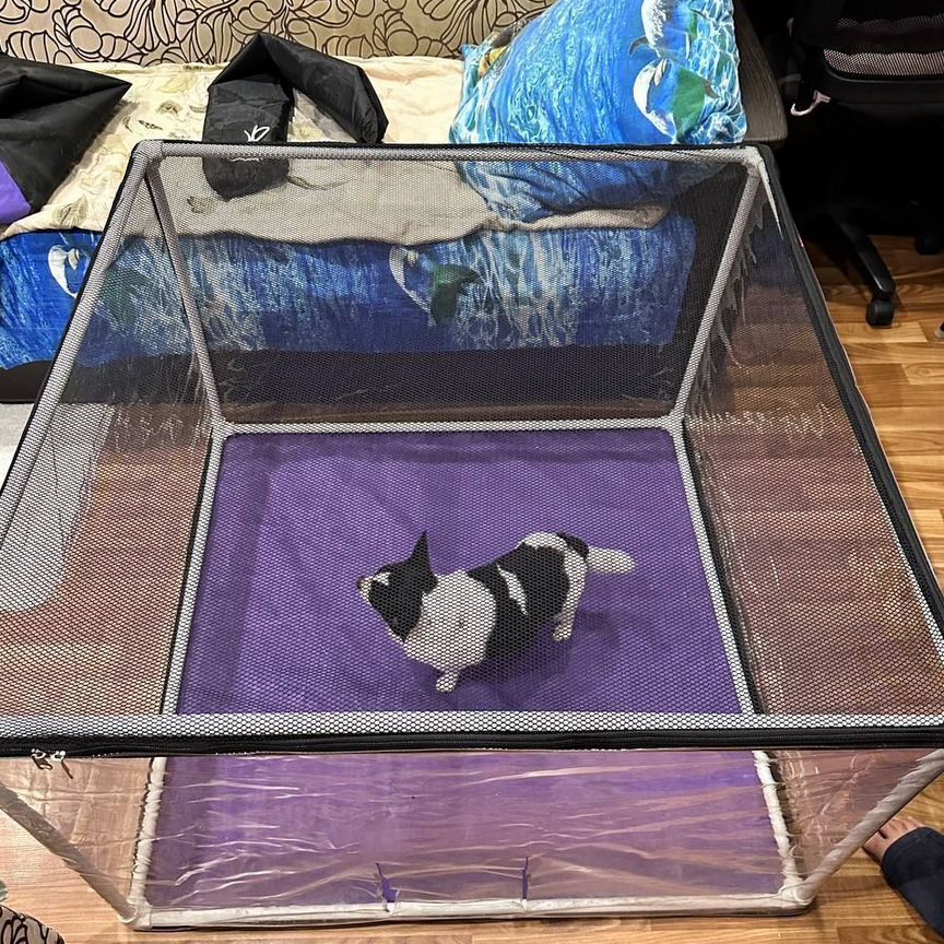 Вольер для собак