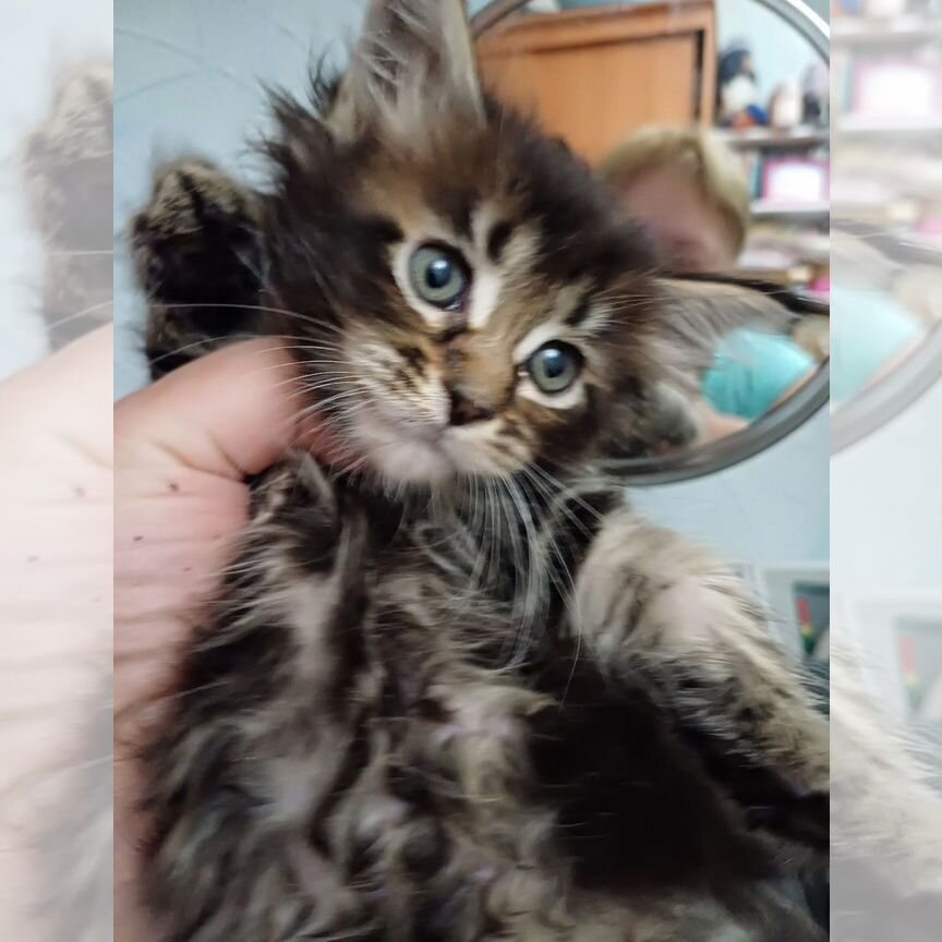 Шикарные котята самой крупной породы кошек мейн ку