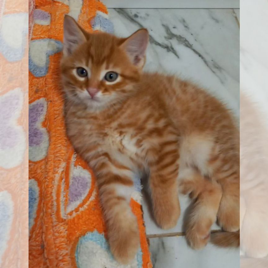 Котята от 19.11. Рождения