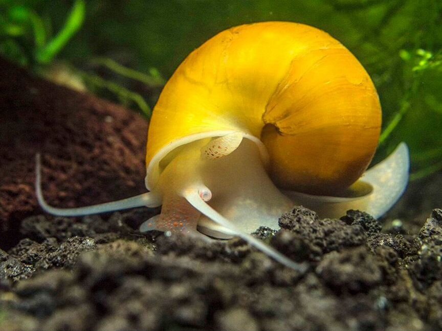 Улитки аквариумные ампулярии