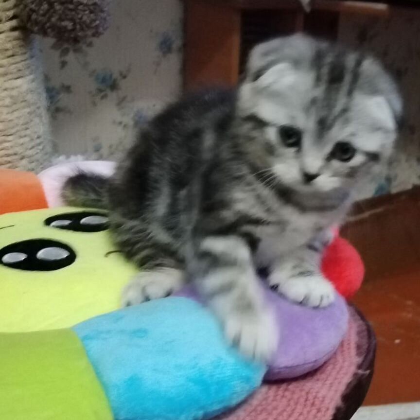 Шотландский вислоухий короткошёрстный котёнок