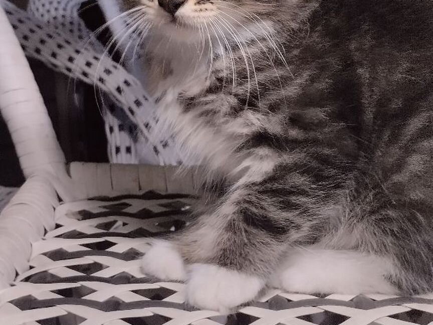 Котенок
